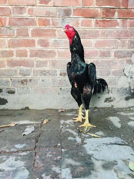 Black king O Shamo male - Hens - 1091893803