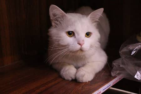 2 y/o Male Persian Cat Double Coat - Cats - 1091894970