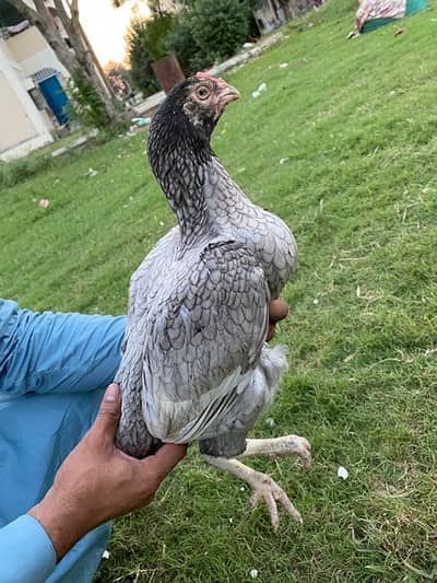 very beautiful full hen - Hens - 1091998470