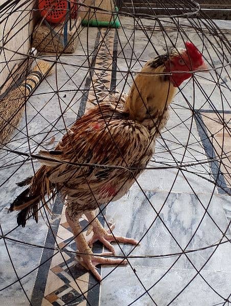 aseel breeder murgha - Hens - 1092013205