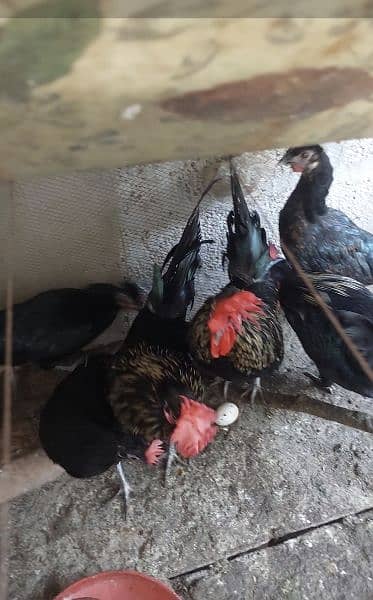 Pairs available of different fancy breeds - Hens - 1092017621