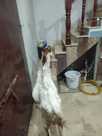 Huge Size pure Maka chena bakra - Other Animals - 1092022532