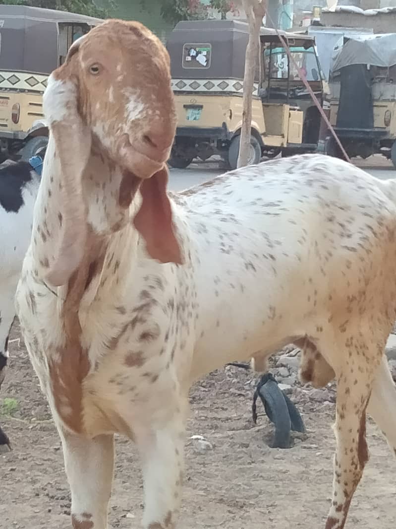 Huge Size pure Maka chena bakra - Other Animals - 1092022532