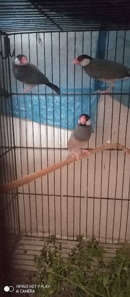 silver java - Finches - 1092040411