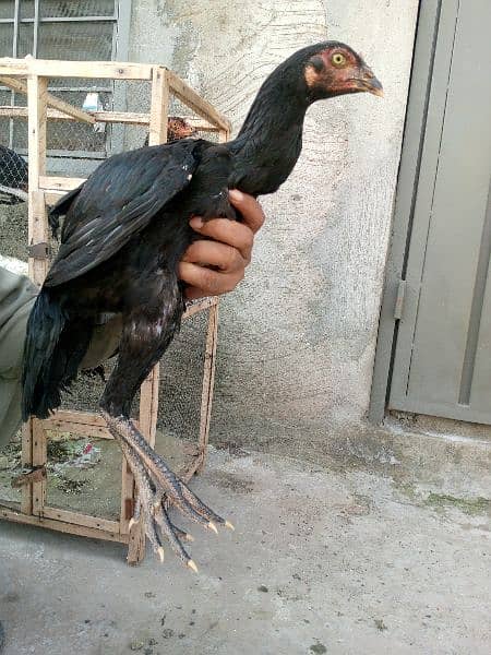 PURE SENDHI ASEEL PAIR - Peacocks - 1092045706