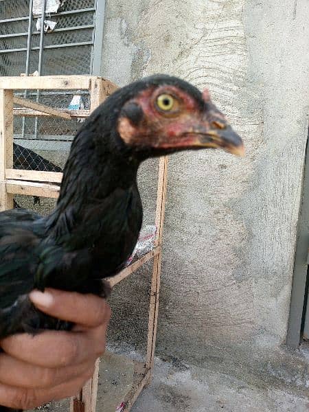 PURE SENDHI ASEEL PAIR - Peacocks - 1092045706