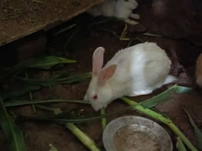 healthy and active rabbits 03284063060 - Rabbits - 1092047057
