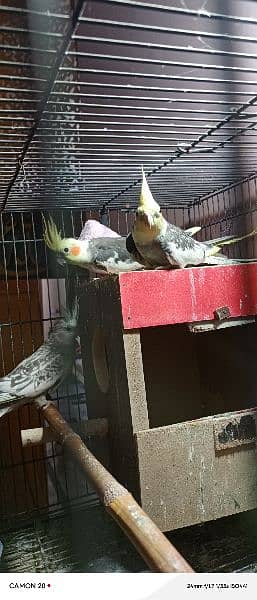 cocktails pair with cage - Parrots - 1092057633