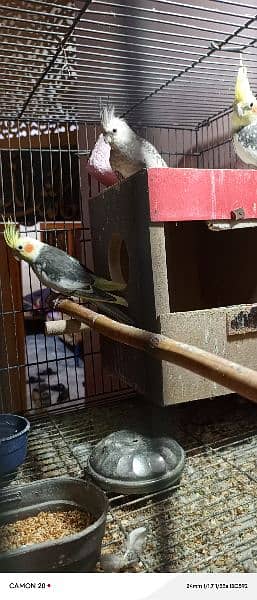 cocktails pair with cage - Parrots - 1092057633