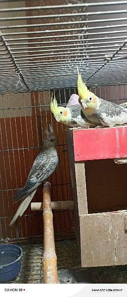 cocktails pair with cage - Parrots - 1092057633
