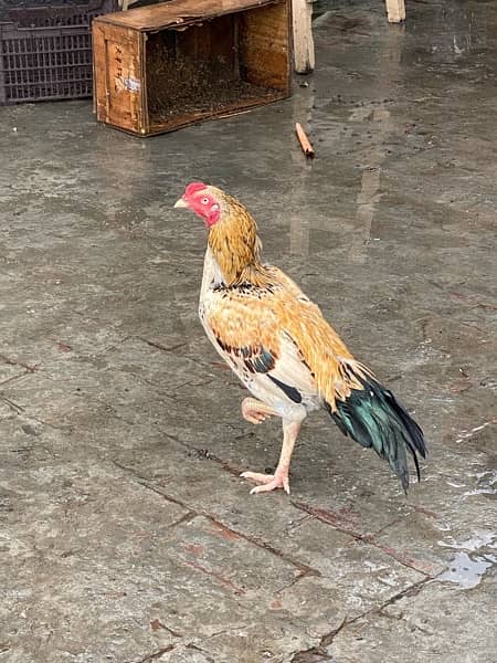 aseel murgha - Hens - 1092079471