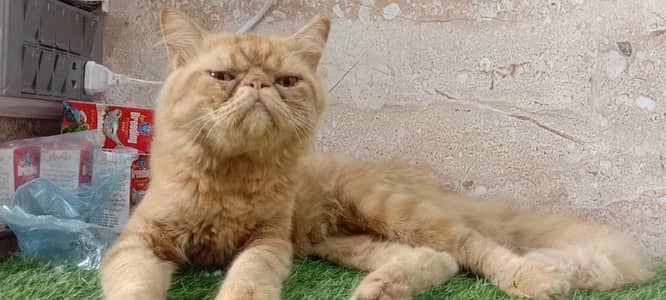 piki face / punch face / triple Coat kitten cat male for available ...