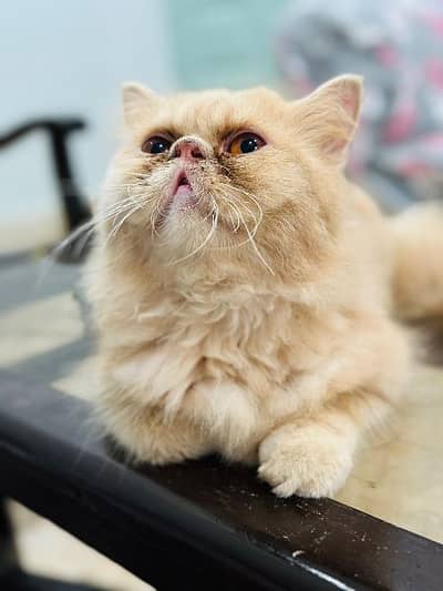 piki male fo mating - Cats - 1092102260