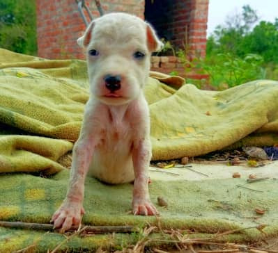 Kohati Gultair - Dogs - 1089389072