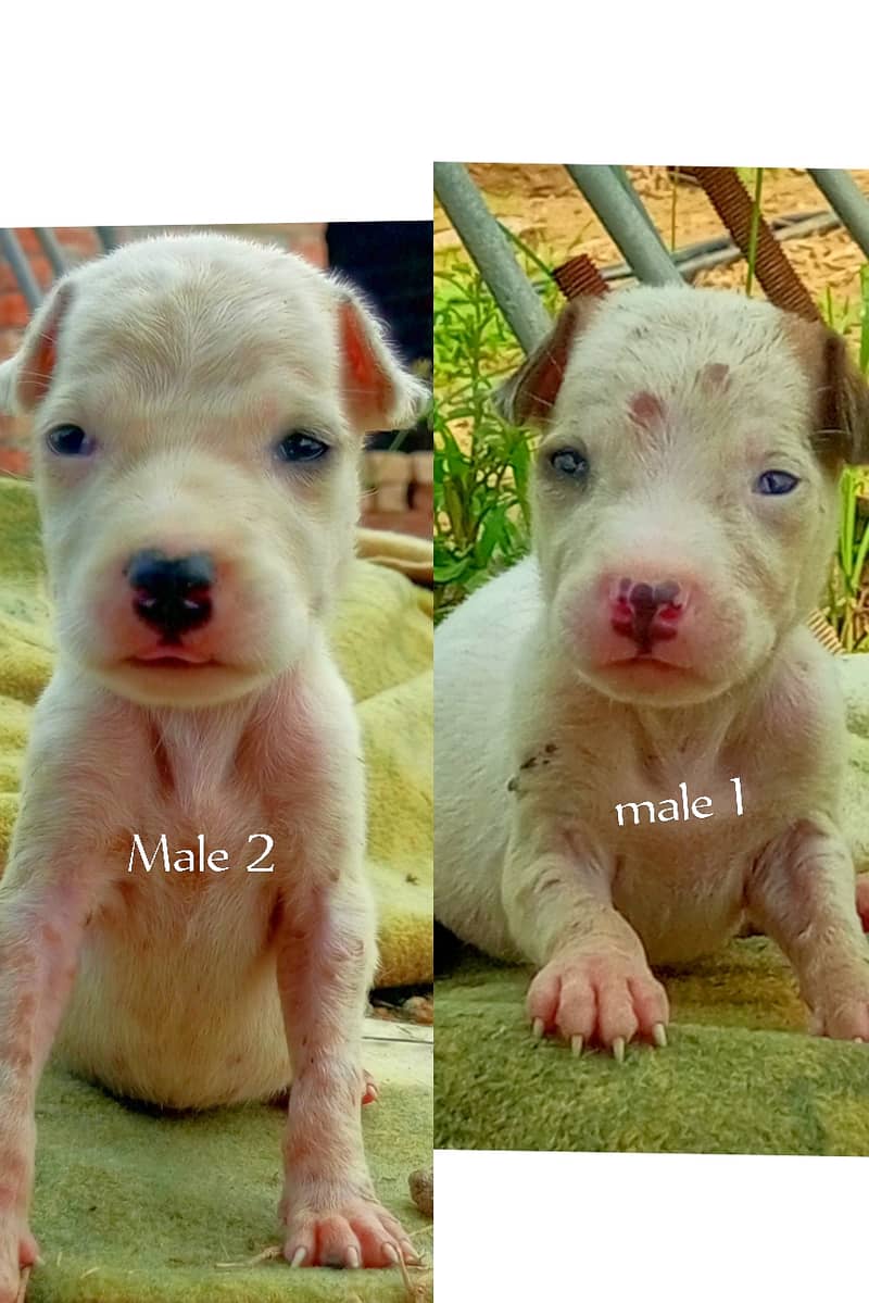 Kohati Gultair - Dogs - 1089389072