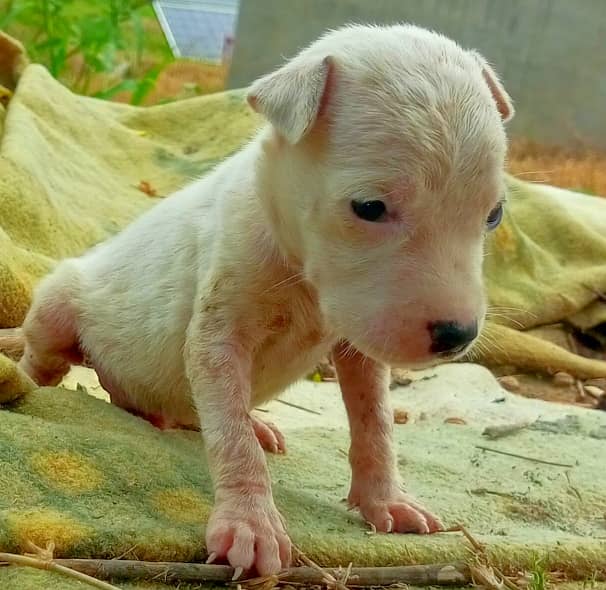 Kohati Gultair - Dogs - 1089389072