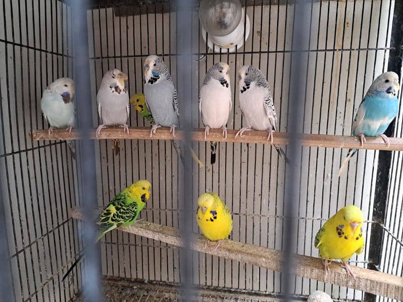 Exhibition pairs, ready to breed - Parrots - 1092256805