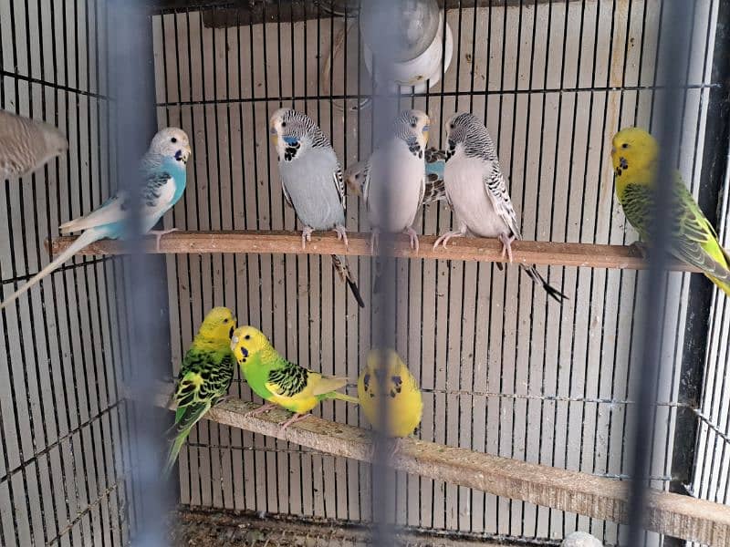 Exhibition pairs, ready to breed - Parrots - 1092256805