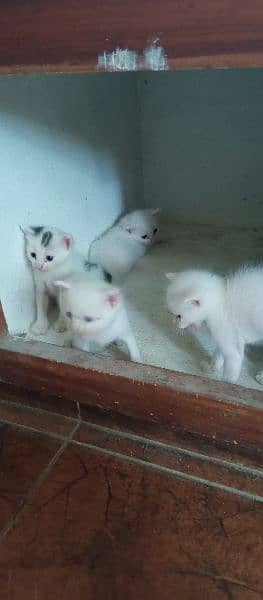 kitten 2 months - Cats - 1092333745