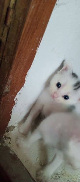 kitten 2 months - Cats - 1092333745