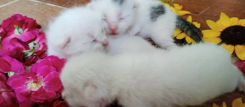 kitten 2 months - Cats - 1092333745