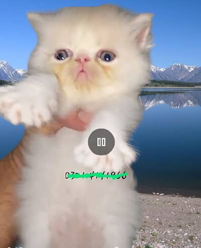 picky & Sami picky Face pure bred Kittens - Cats - 1092344867