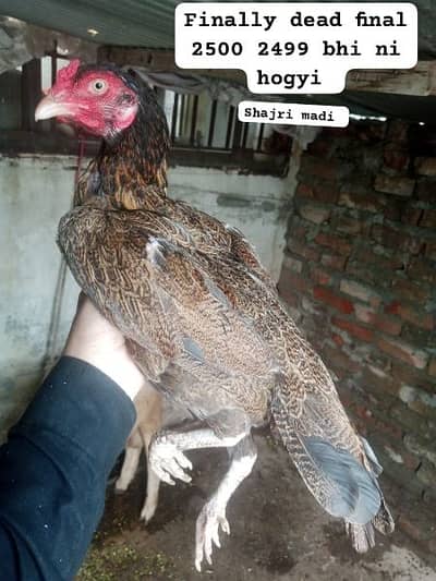 Aseel madi final price 03165275173 - Hens - 1092354810