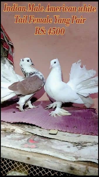 Lakha Pigeon Original Indian Male American Fantail Female - Pigeons ...