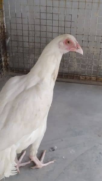 Aseel Heera Hen 8 Months - Other Birds - 1092384058