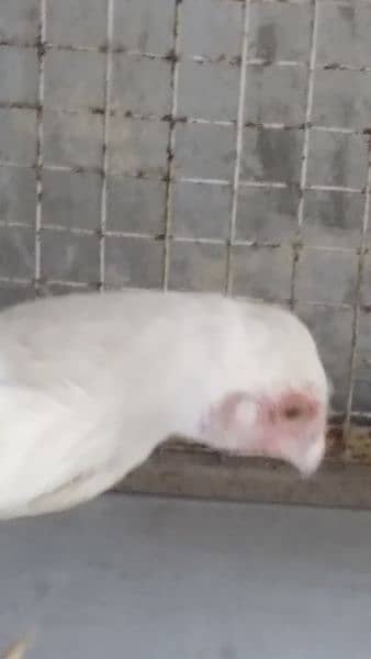 Aseel Heera Hen 8 Months - Other Birds - 1092384058