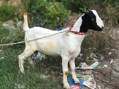 Teddy bakra - Goats - 1092404584