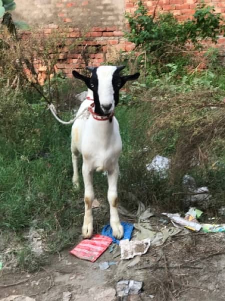 Teddy bakra - Goats - 1092404584