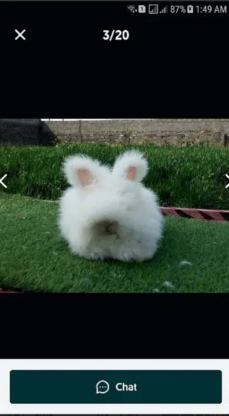 Fancy dwarf Rabbits and bunnies Lionhead, Hotot, Angora, - Rabbits ...