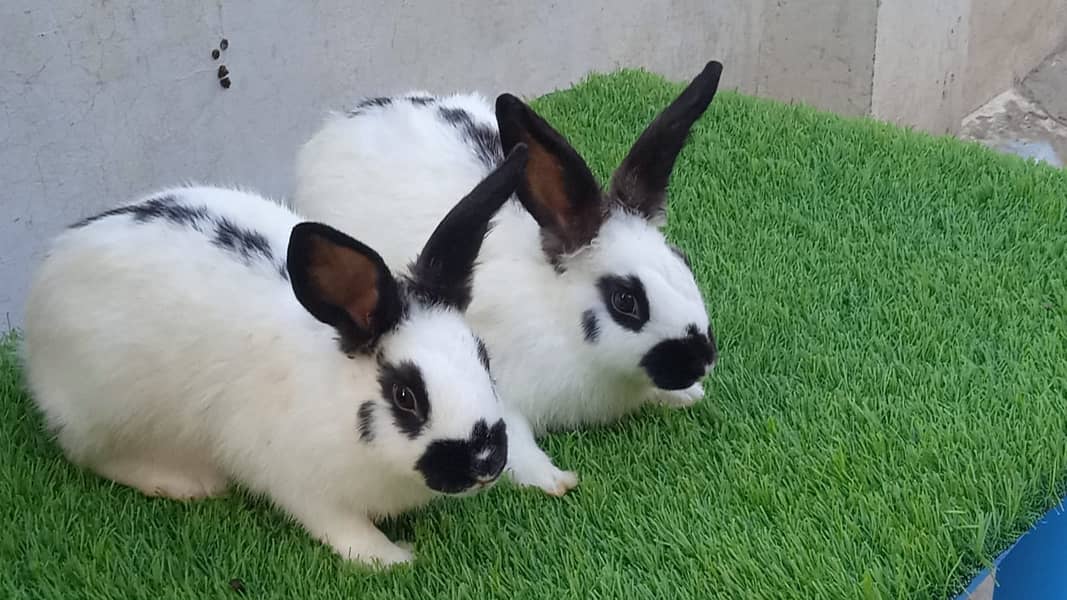 Fancy dwarf Rabbits and bunnies Lionhead, Hotot, Angora, - Rabbits ...