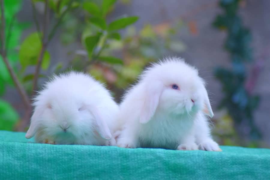 Fancy dwarf Rabbits and bunnies Lionhead, Hotot, Angora, - Rabbits ...