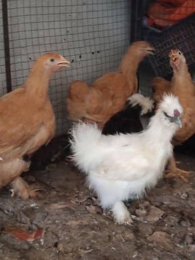 fancy breed golden sebright Sebrite silkie golden buff polish chick ...