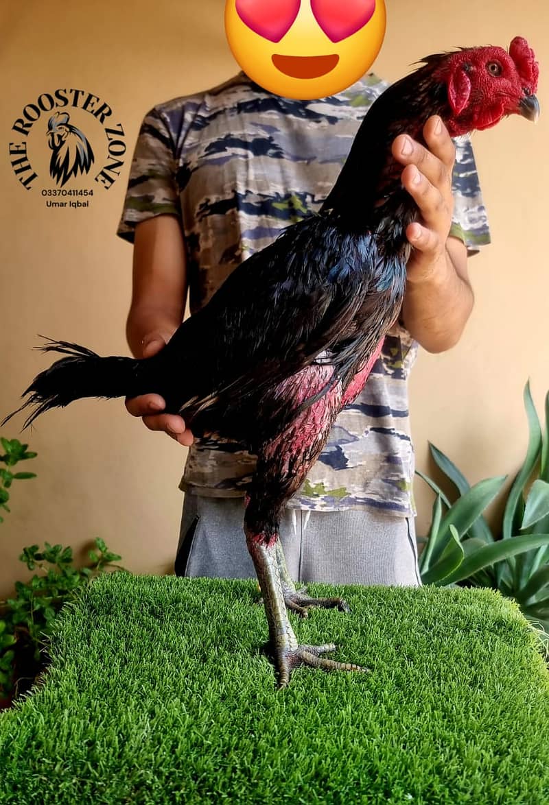 Thai Aseel | Thai Dragon | Saigon | Thai Pakoya Chicks and Patha - Hens ...