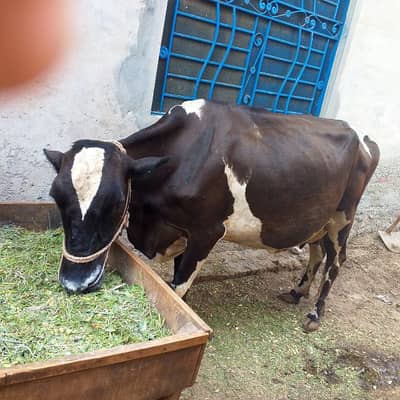 freezer cow - Cows - 1092543649