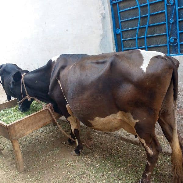 freezer cow - Cows - 1092543649