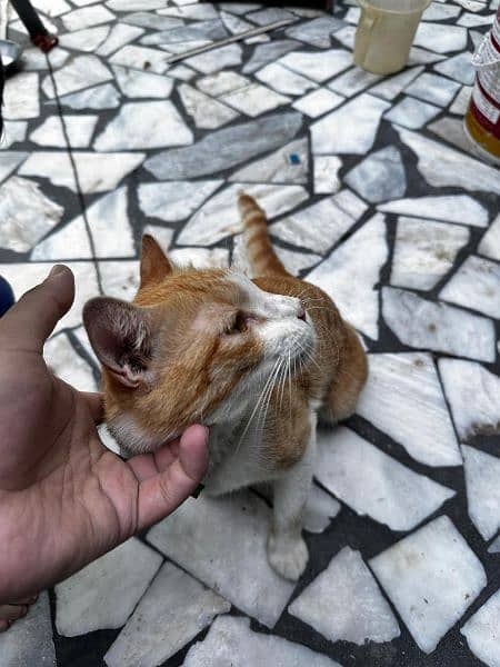 persian with punch face - Cats - 1092592594