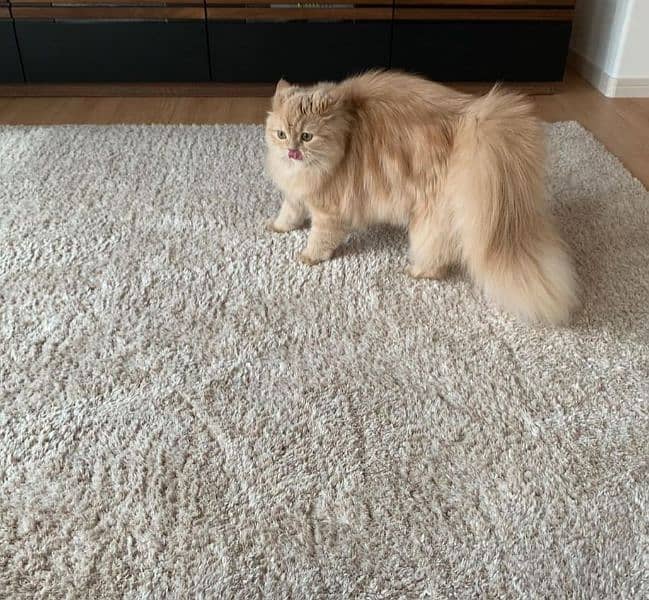 Persian fawn color cats for sale - Cats - 1092786762