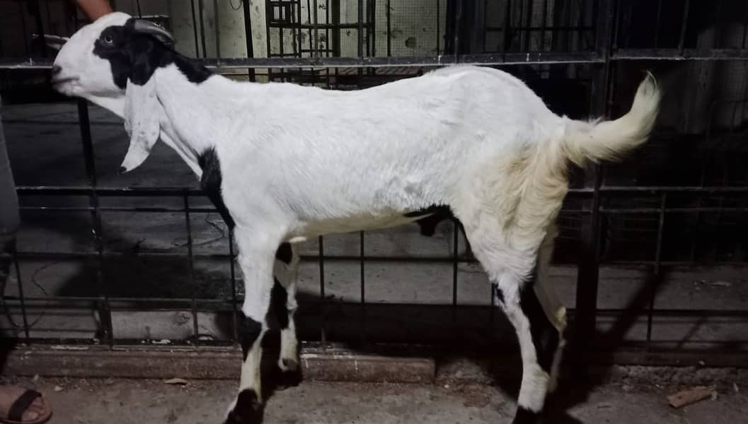 desi bakra - Goats - 1092834058