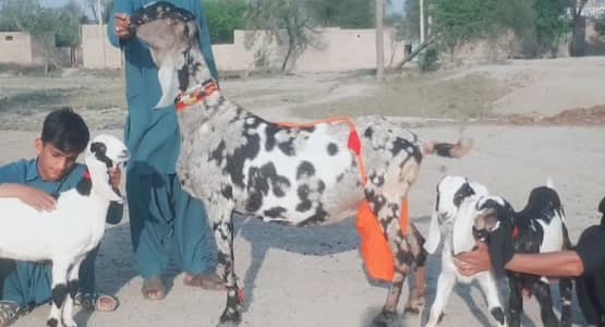 3 bache wali Shera print Bakri for sale. 03277559164 - Goats - 1092848958