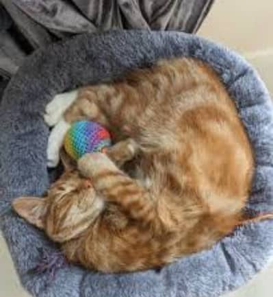 cute ginger cat and white Persian angora - Cats - 1092865865