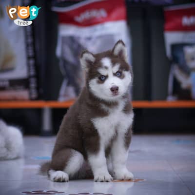 Husky Puppies | Cooper Husky | Blue Eyes Husky - Dogs - 1092397991