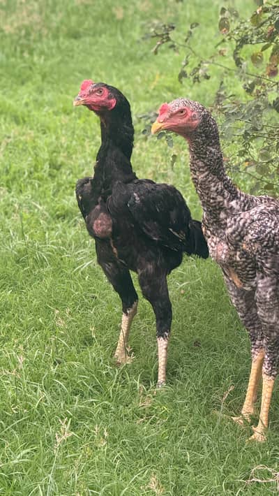 shamo| black shamo| o Shaamo |oh shamo | pathay |Aseel Shamo| japneses ...