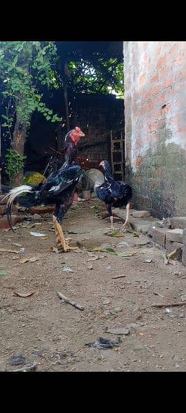 O SHAMO/ THAI DRAGON BLACK SKIN - Hens - 1093109372