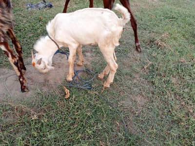 goat bakra tadi bakry - Goats - 1093109903
