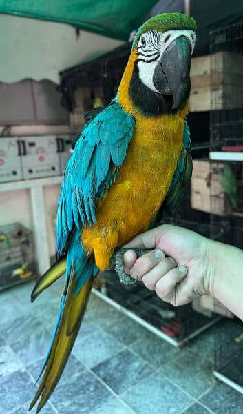 macaw Parot - Parrots - 1093174759