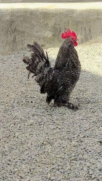 coco bantam - Hens - 1093187760